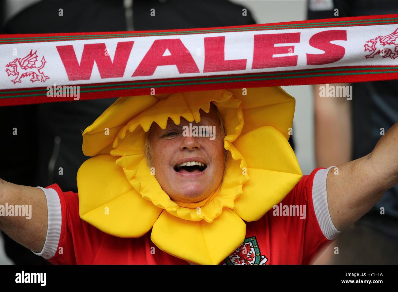 WELSH FAN WITH DAFFODIL OUTFIT WALES V BELGIUM EURO 2016 QUA STADE ...
