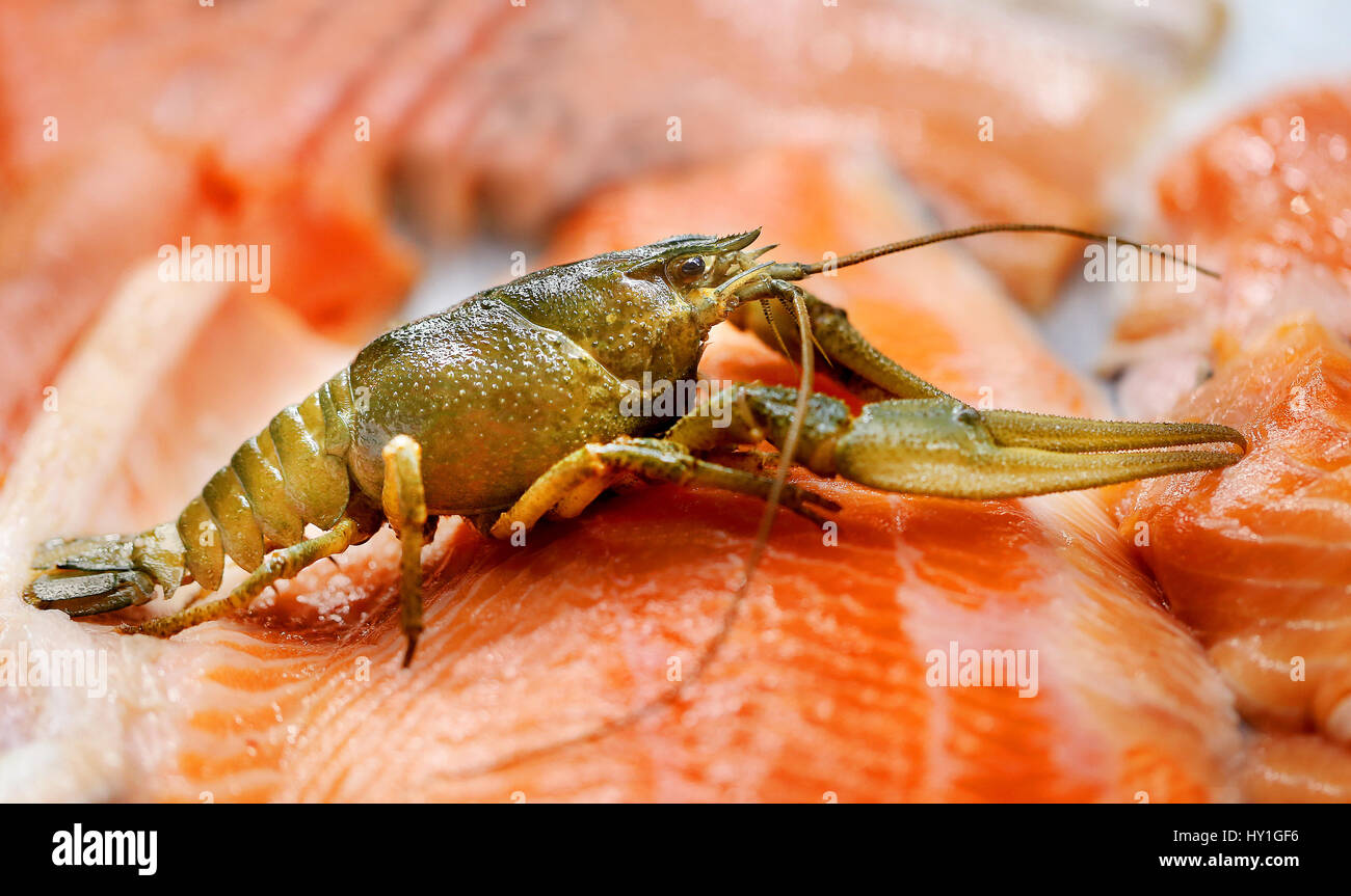 Photo of a funny cancer on a red fish in a store Stock Photo - Alamy