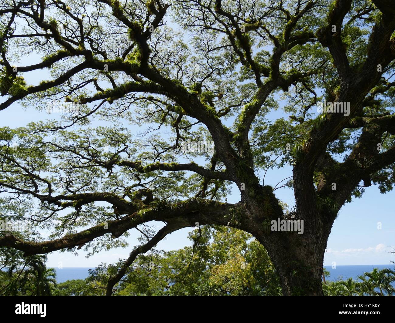 400-year old Saman tree, St. Kitts A giant Saman tree approximately 400 ...