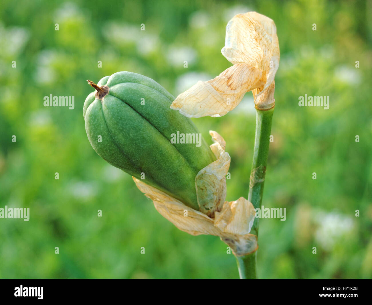 Wildflower seed pods hi-res stock photography and images - Alamy