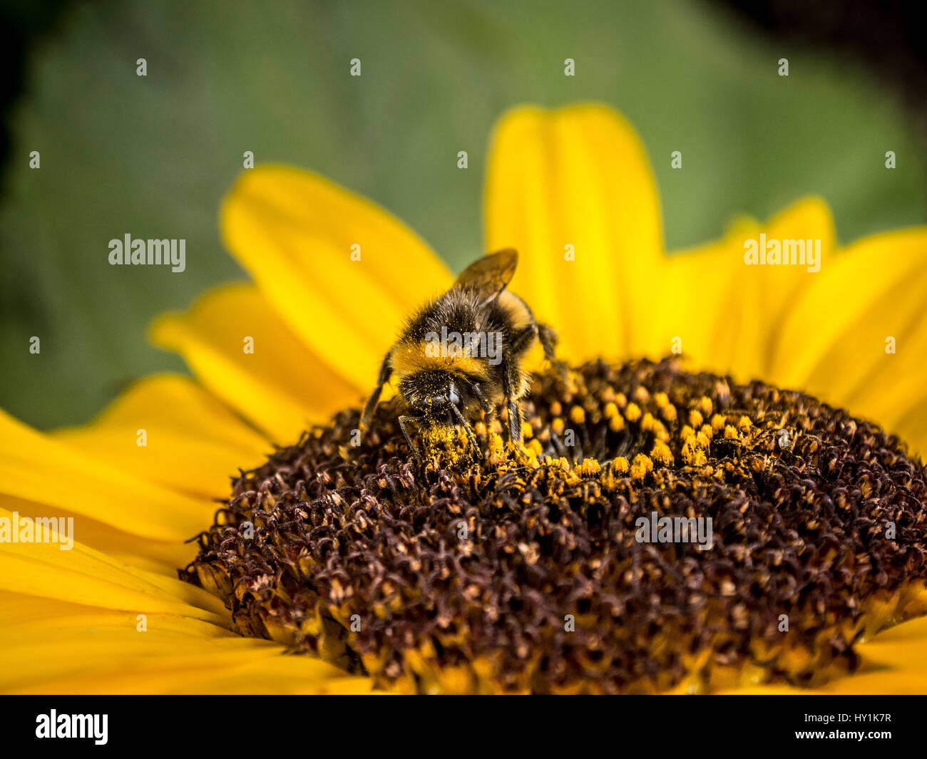 Munchkin dwarf sunflower with bee Stock Photo - Alamy