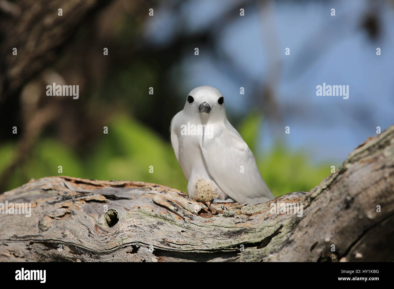 Brooding bird hi-res stock photography and images - Alamy