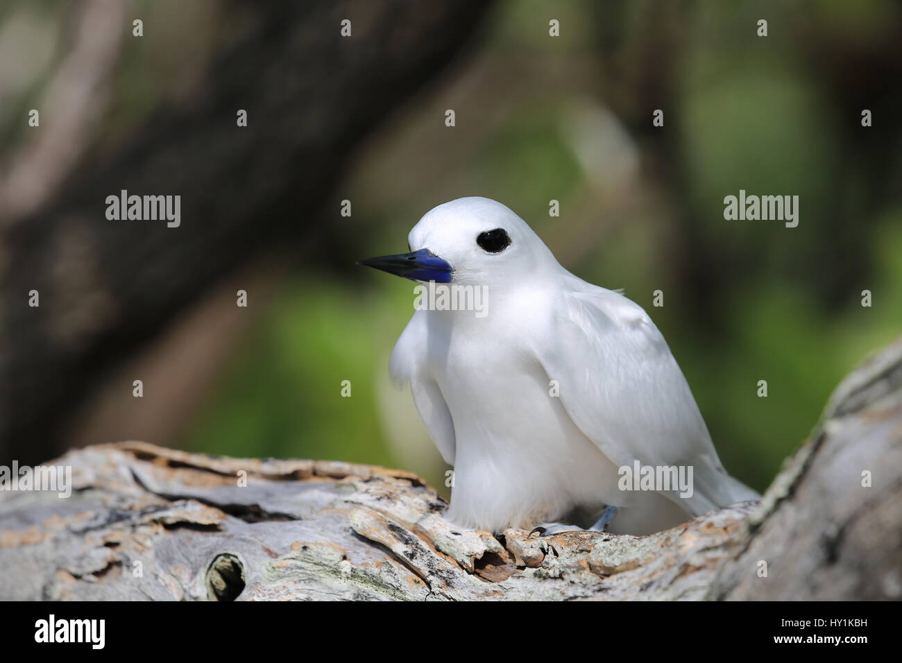 White fairy tern bird brooding an egg, Christmas Island, Kiribati Stock ...