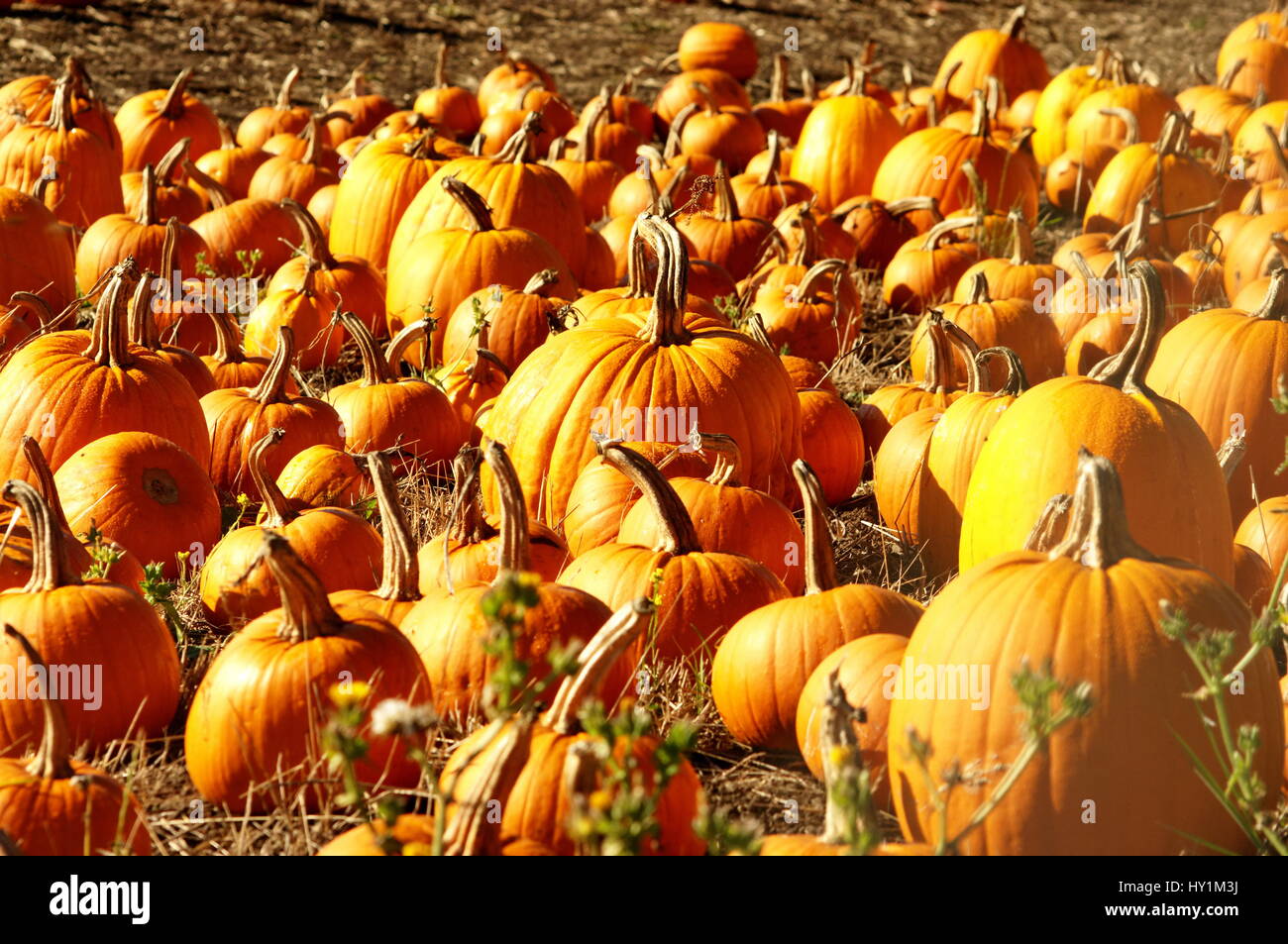 Half moon patch hi-res stock photography and images - Alamy