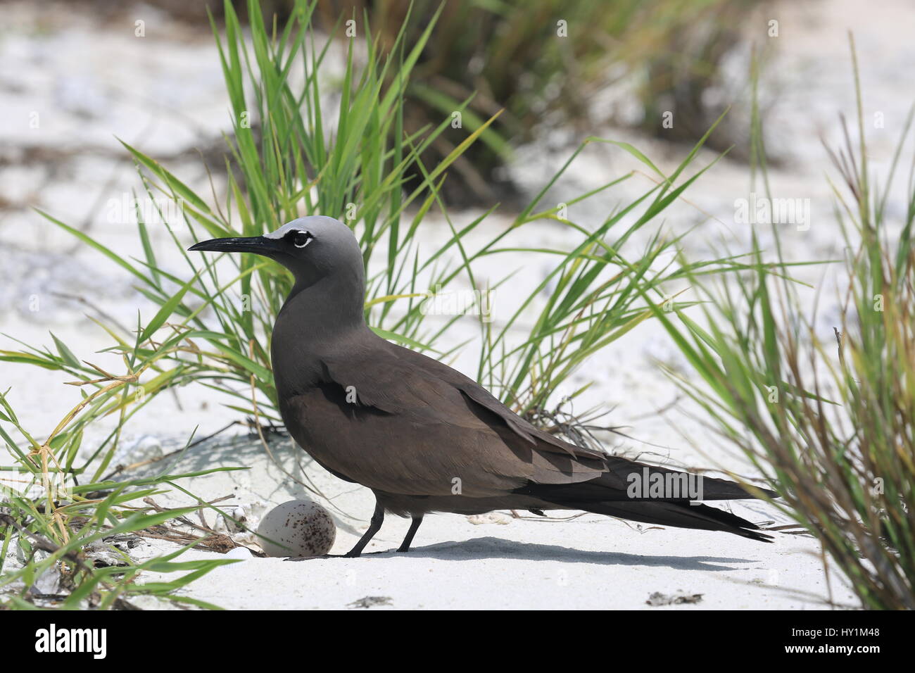 Brown noddy brooding an egg, Christmas Island, Kiribati Stock Photo - Alamy