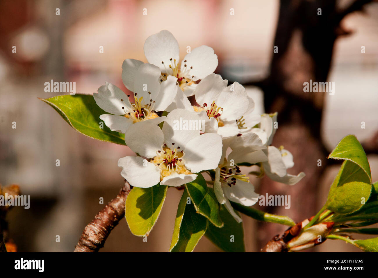 Spring Awakening High Resolution Stock Photography and Images - Alamy