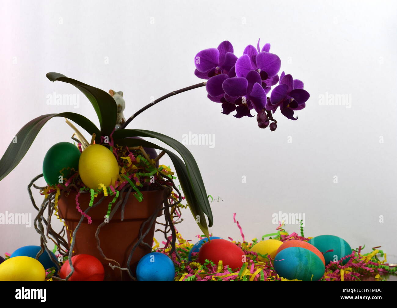 Phalaenopsis orchid in pot hi-res stock photography and images - Alamy