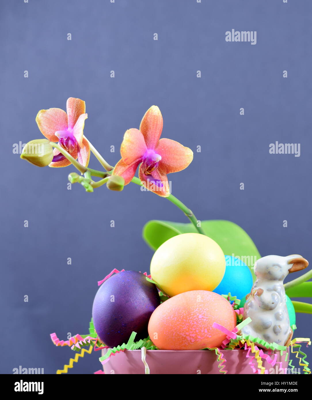 Blue orchid black background hi-res stock photography and images - Alamy