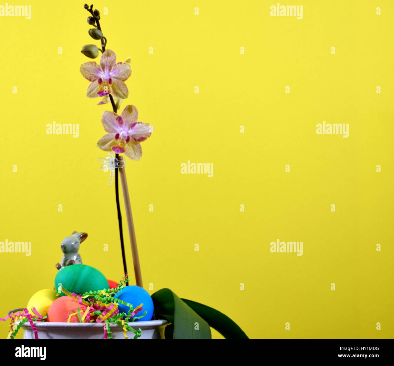 Decorative orchid flowers hi-res stock photography and images - Alamy