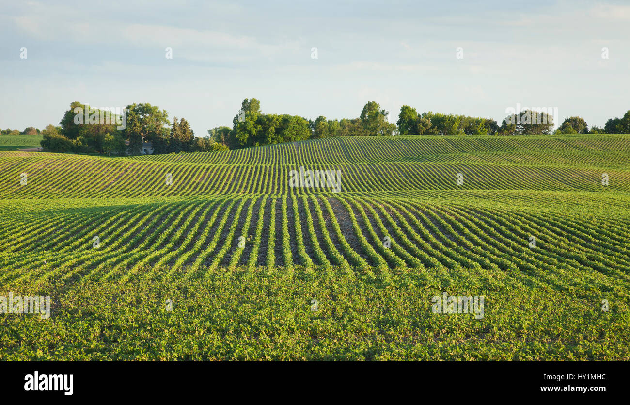 Field of soybeans hi-res stock photography and images - Alamy