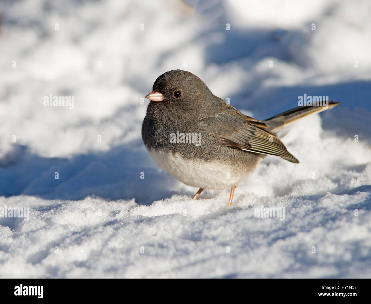 Male Dark-eyed Junco in the Snow Stock Photo - Alamy