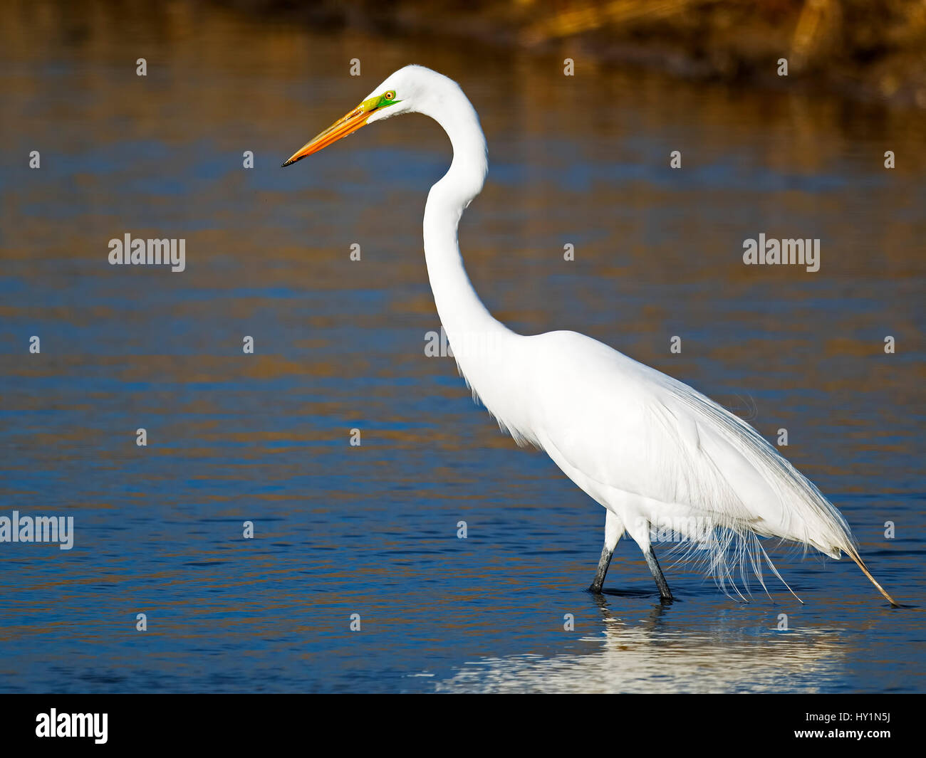 Great Egret Breeding Colors Stock Photo - Alamy