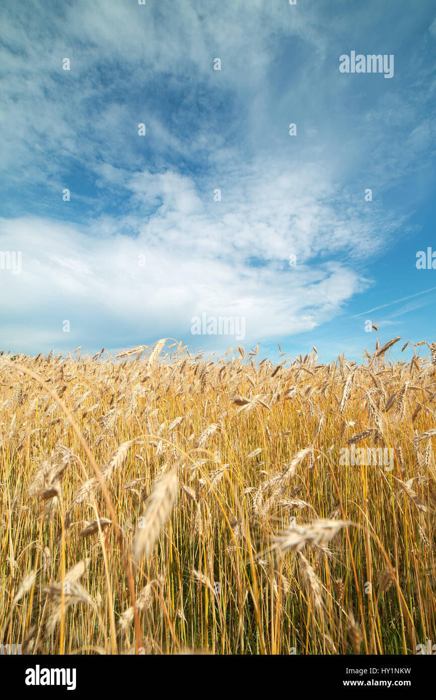 Yellow and ripe grain field Stock Photo - Alamy