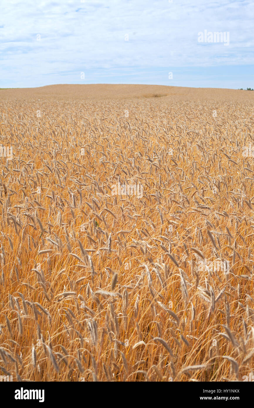Yellow and ripe grain field Stock Photo - Alamy
