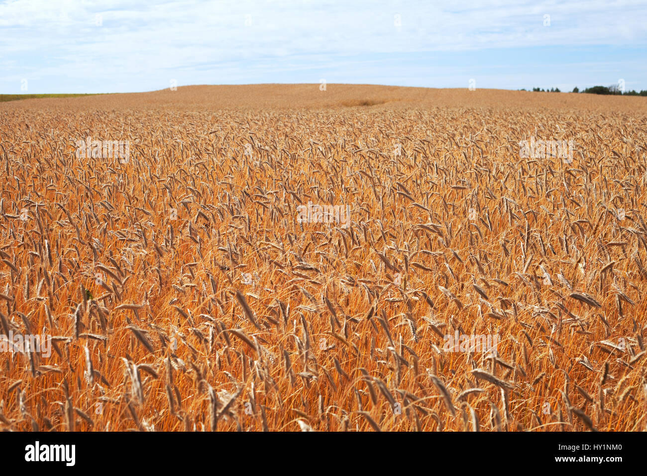 Yellow and ripe grain field Stock Photo - Alamy