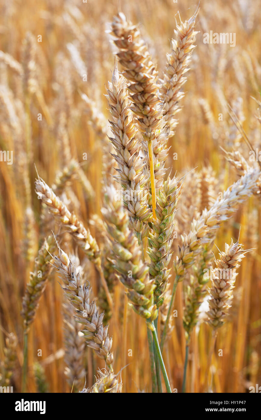 Wheat spikes in sun light Stock Photo - Alamy