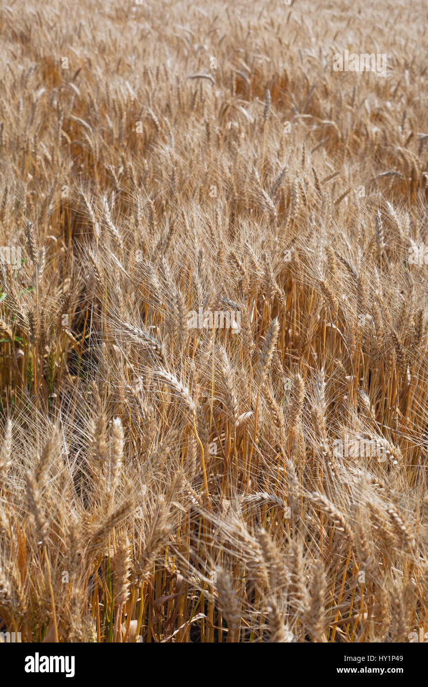 Ripe barley in field Stock Photo - Alamy