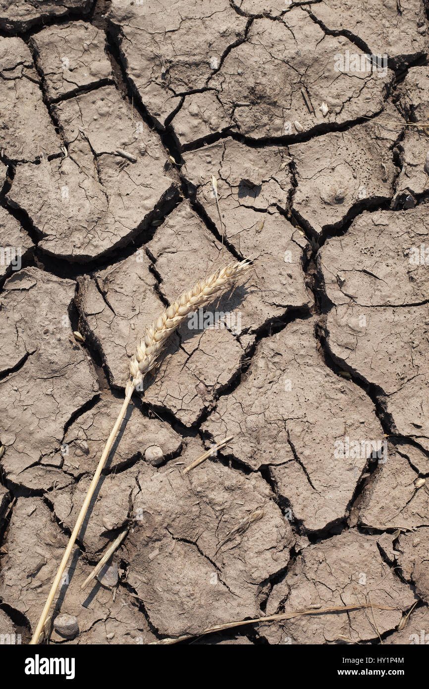 Dry spike on dry soil Stock Photo - Alamy