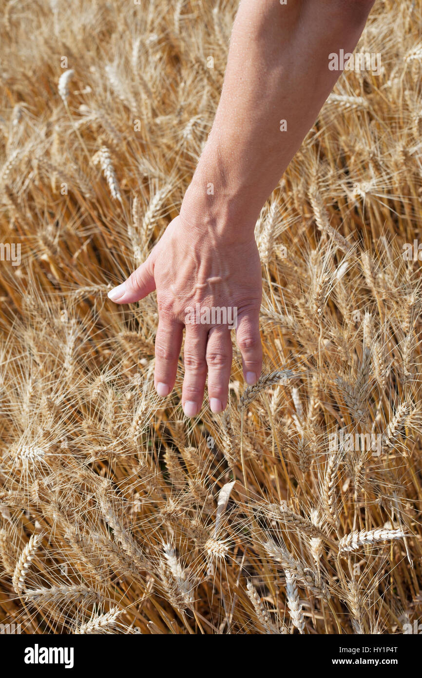Hand touching barley spikes Stock Photo - Alamy