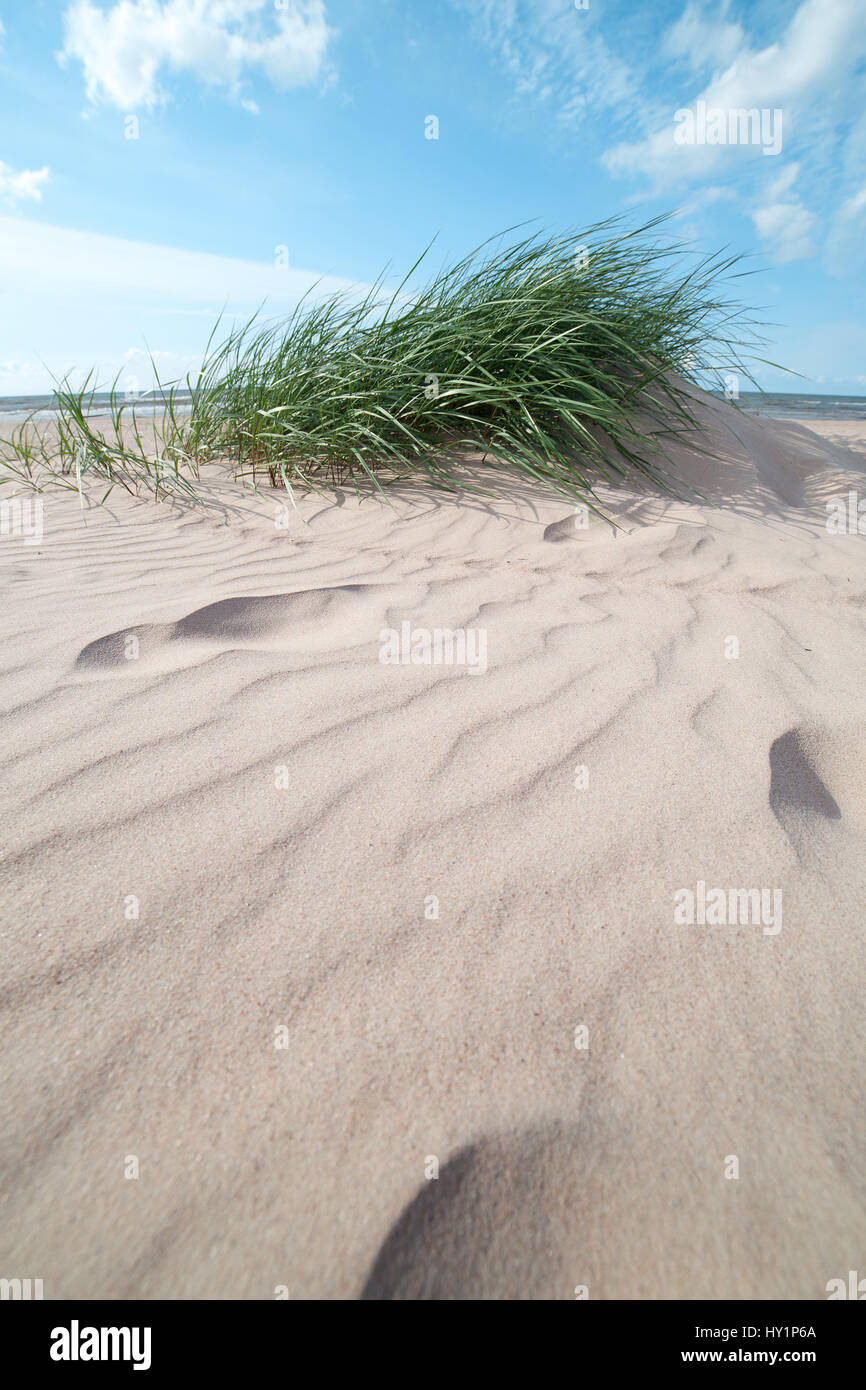 Green grass by the sea hi-res stock photography and images - Alamy