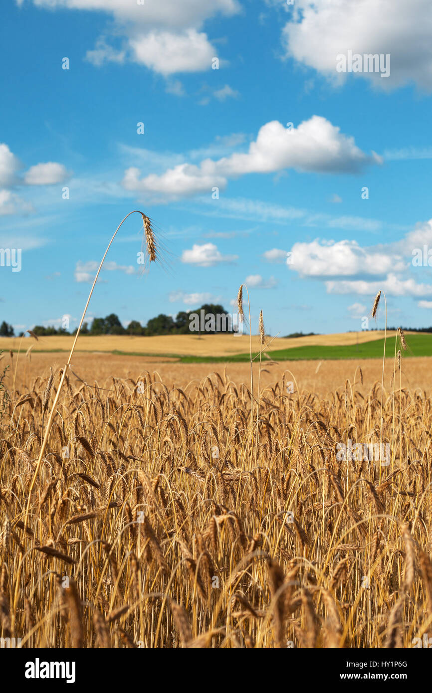 Ripe grain field in sunlight Stock Photo - Alamy