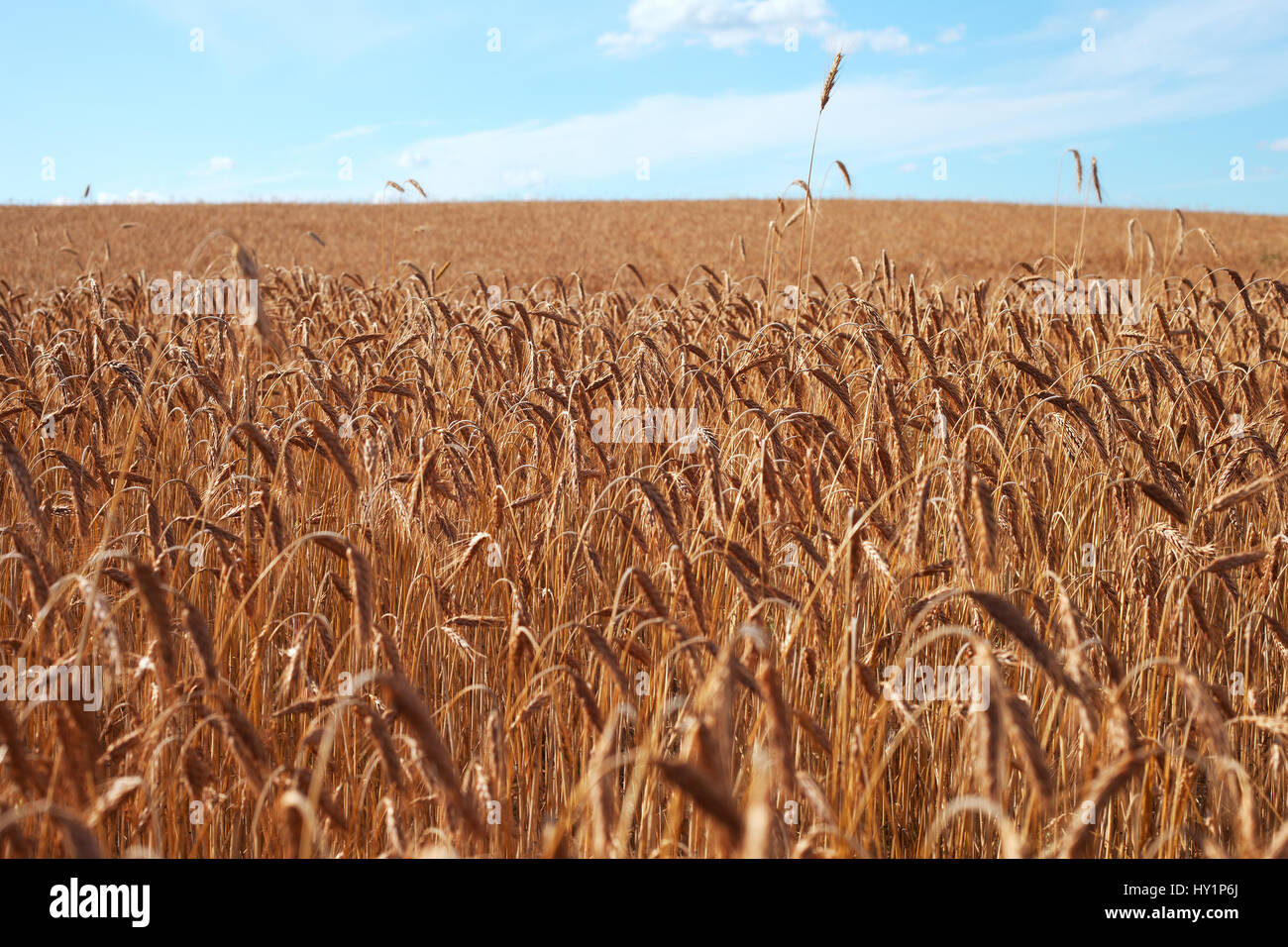 Dark clouds over a grain field hi-res stock photography and images - Alamy
