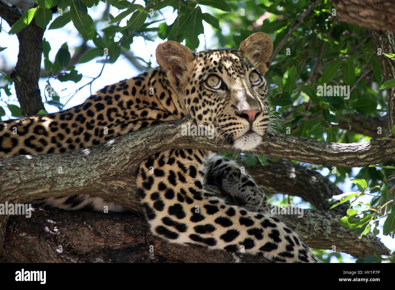 The leopard (Panthera pardus) /ˈlɛpərd/ is one of the five "big cats ...
