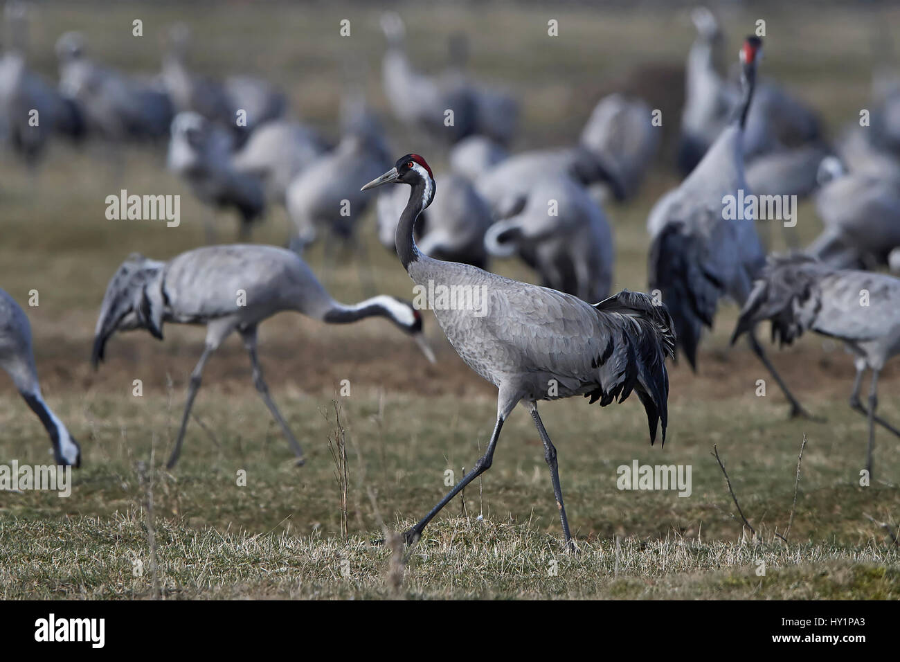 Common crane with vegetation and cranes in the background Stock Photo ...