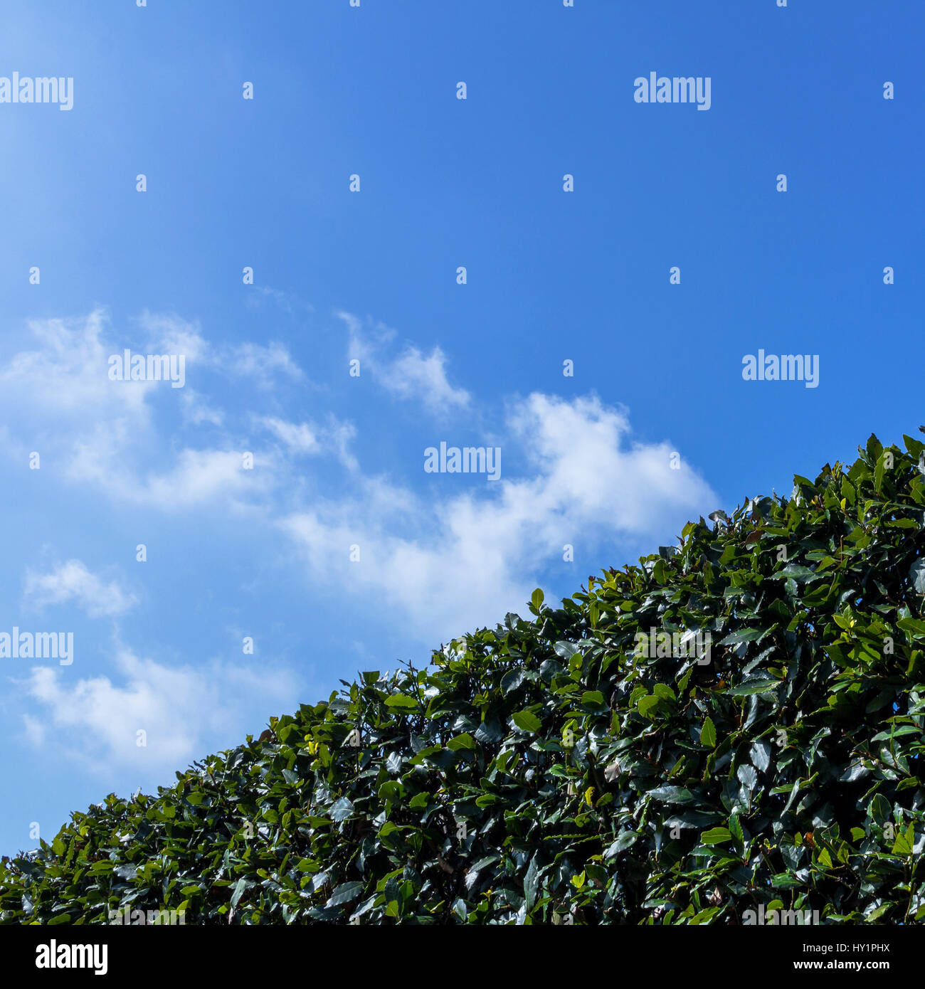 Hedge against blue sky Stock Photo - Alamy