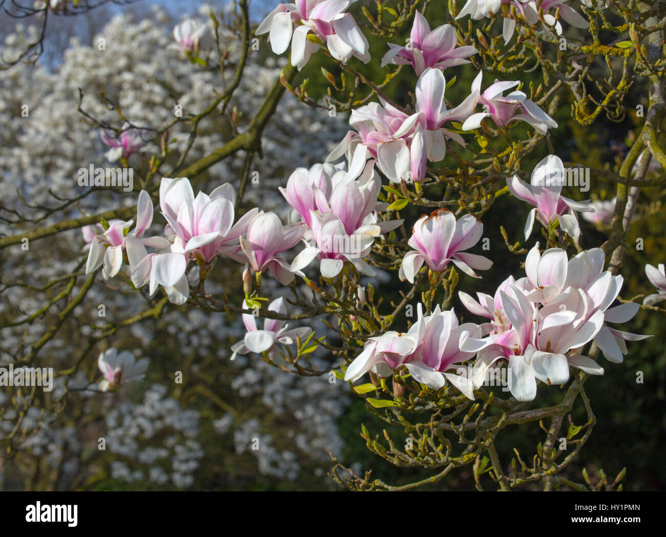 Magnolia tree in blossom( Magnolia kobus Stock Photo - Alamy