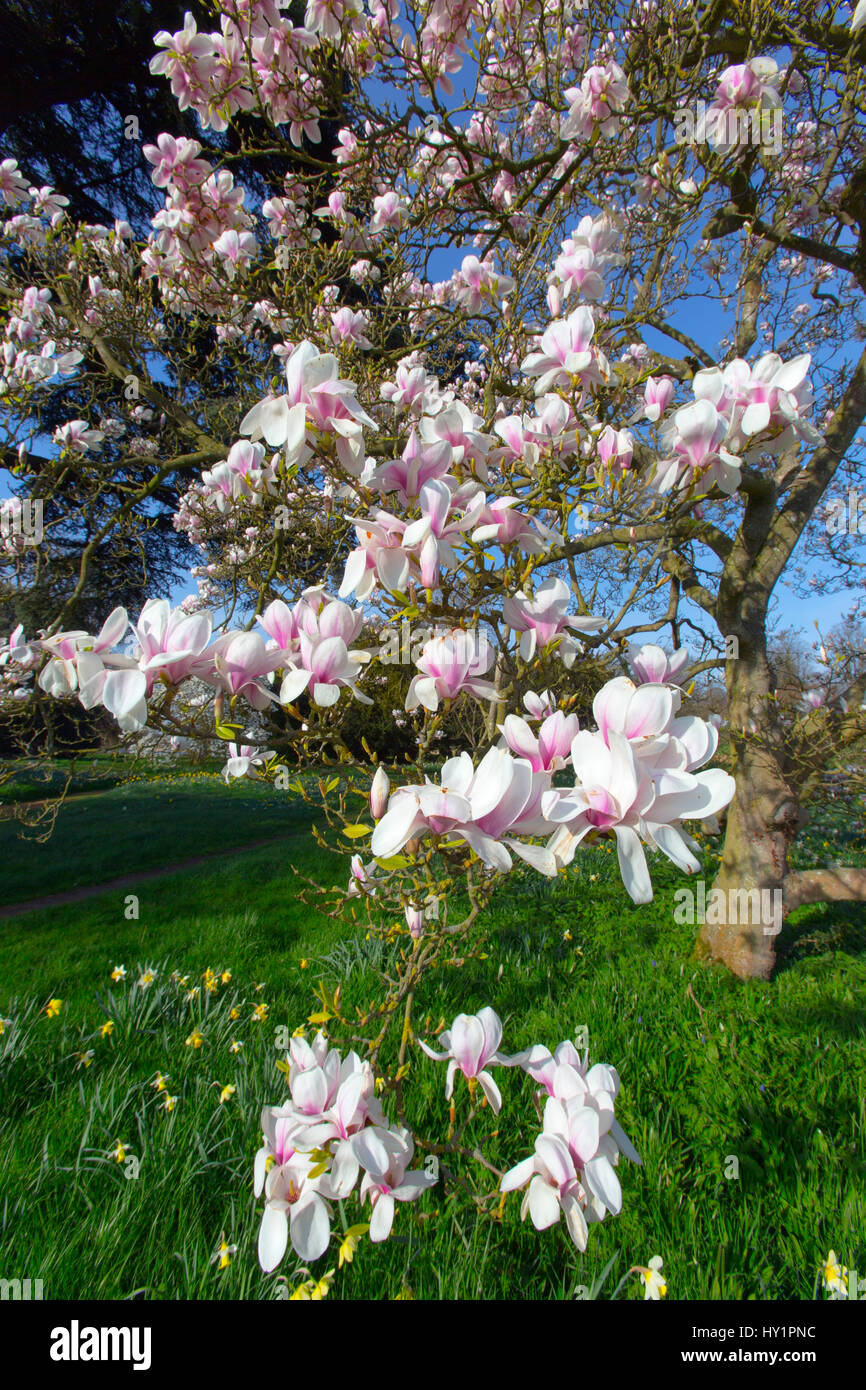 Magnolia tree in blossom( Magnolia kobus Stock Photo - Alamy