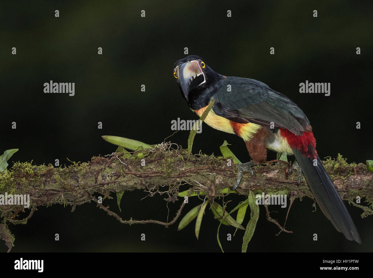 Collared Aracari, Pteroglossus torquatus, sitting in a tree in ...