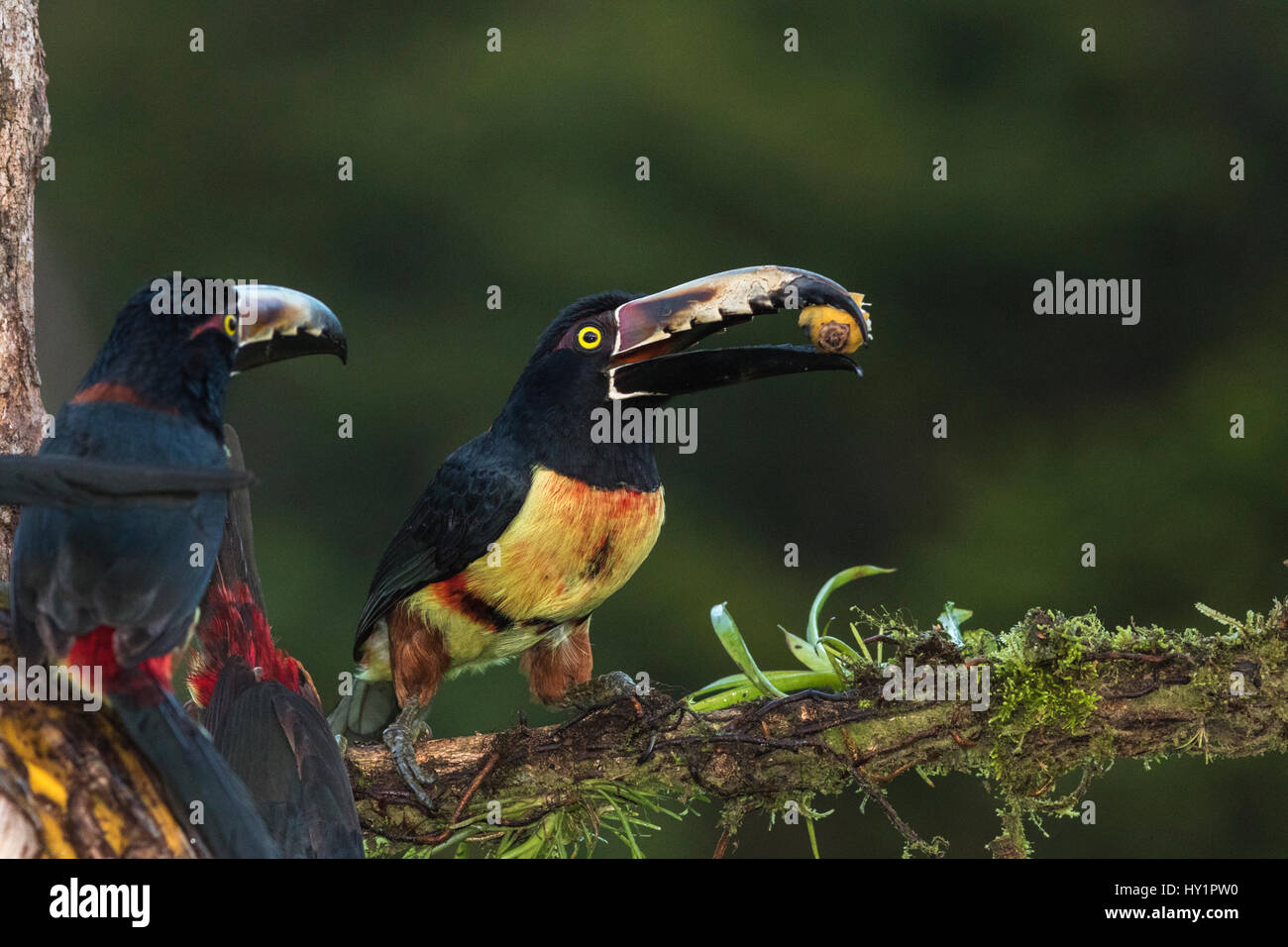 Two Collared Aracari, Pteroglossus torquatus, sitting in a tree, one ...