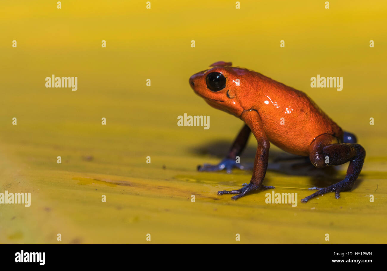 Blue-jeans Frog or Strawberry Poison-dart Frog, Dendrobates pumilio ...