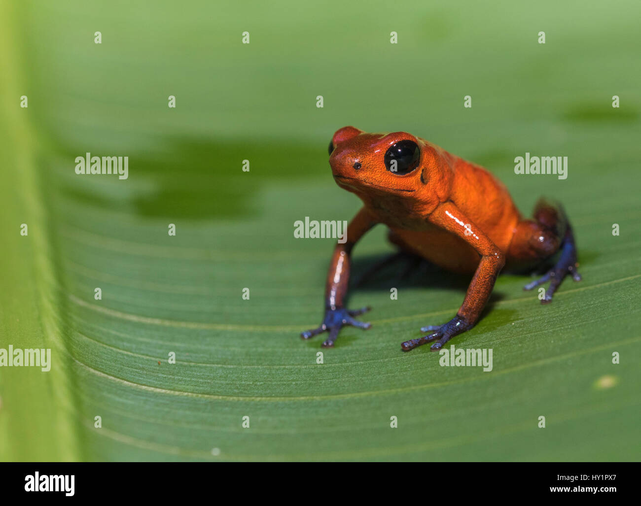 Blue-jeans Frog or Strawberry Poison-dart Frog, Dendrobates pumilio ...