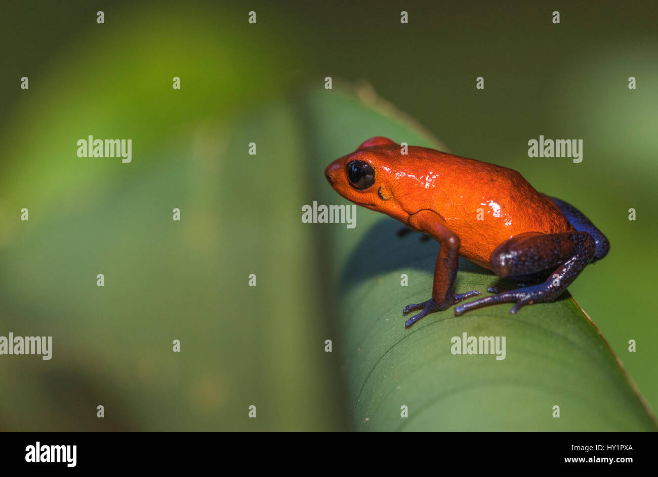 Blue-jeans Frog or Strawberry Poison-dart Frog, Dendrobates pumilio ...