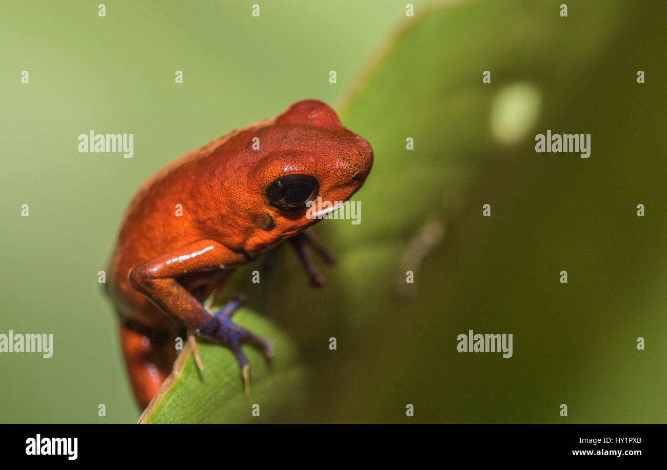 Blue-jeans Frog or Strawberry Poison-dart Frog, Dendrobates pumilio ...
