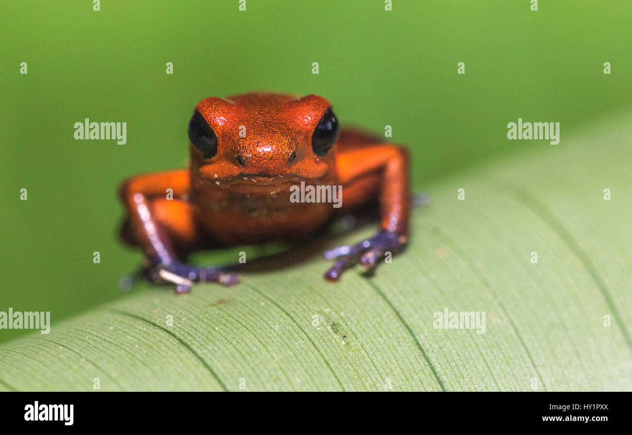 Blue-jeans Frog or Strawberry Poison-dart Frog, Dendrobates pumilio ...