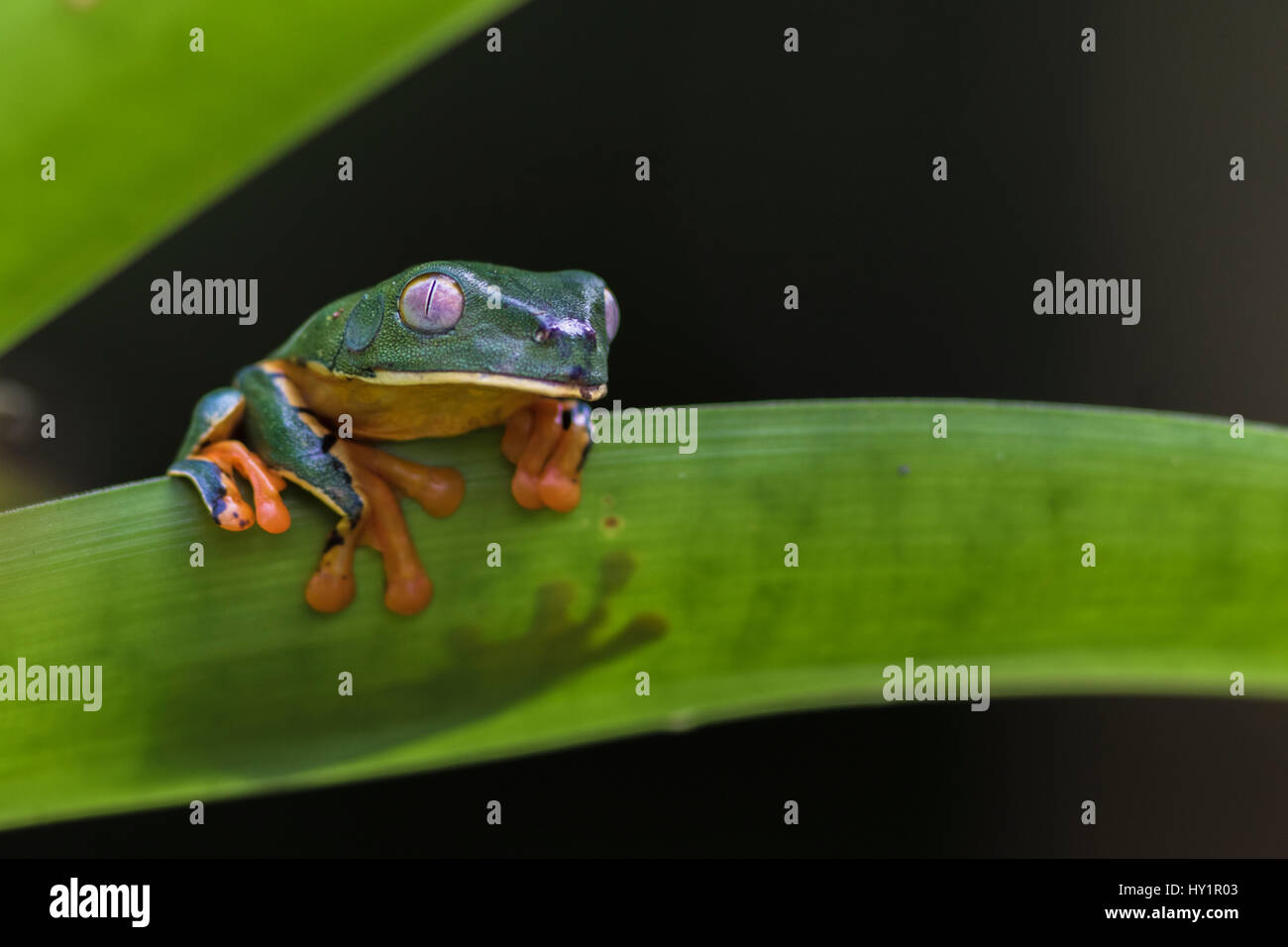 Splendid leaf frog, Cruziohyla calcarifer, climbing on a leaf, looking ...