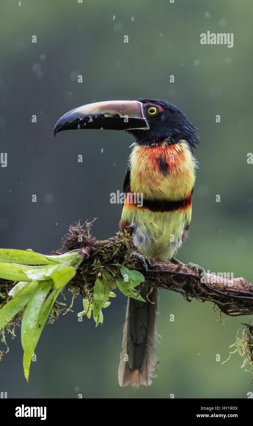 Collared Aracari, Pteroglossus torquatus, sitting in a tree in ...