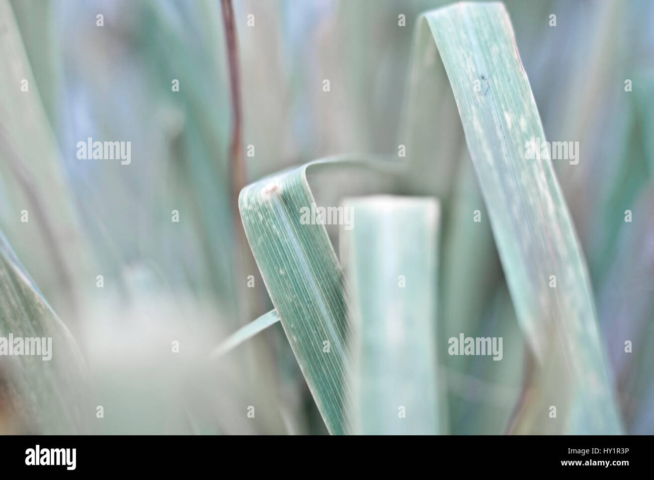 lili cha or Lemon tea scientific name Cymbopogon citratus Family Stock ...