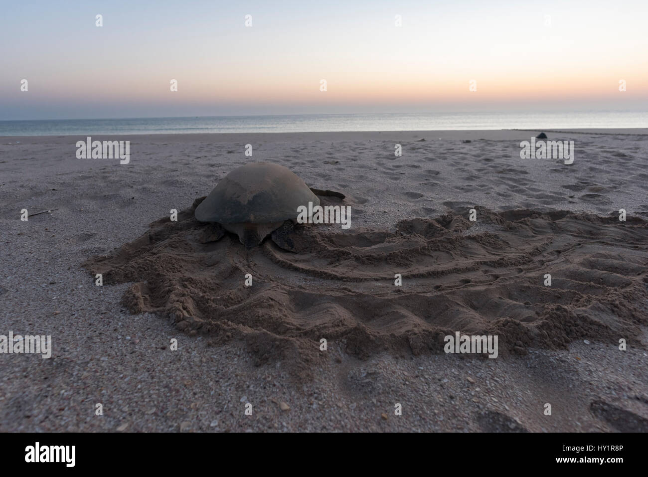 Sea turtle tired after nesting during the night & trying to get back to ...