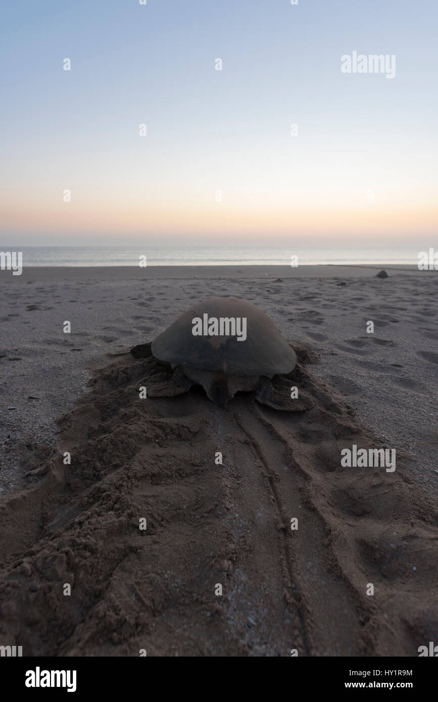 Sea turtle tired after nesting during the night & trying to get back to ...