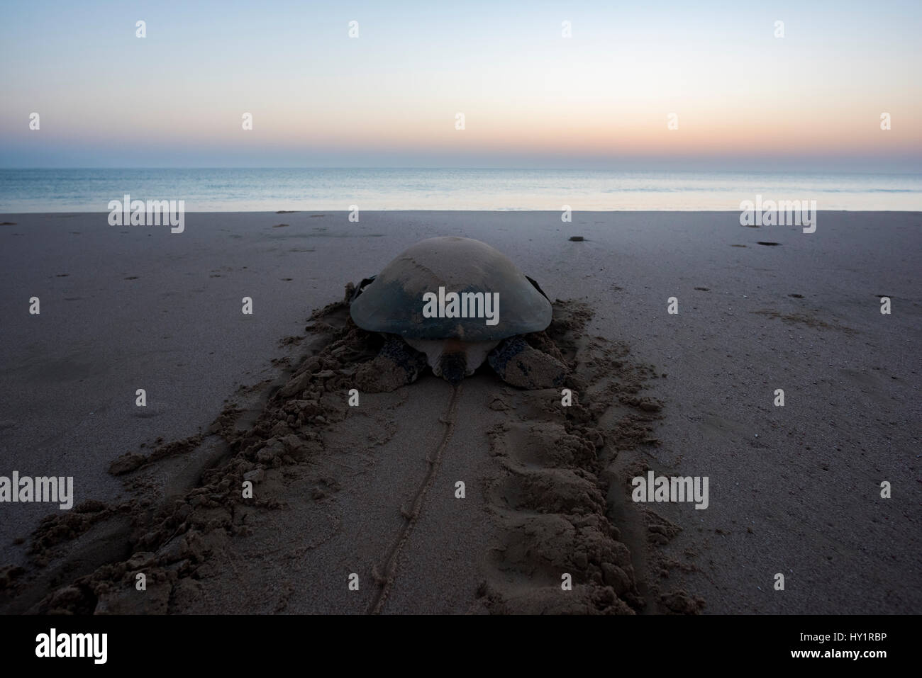 Sea turtle tired after nesting during the night & trying to get back to ...