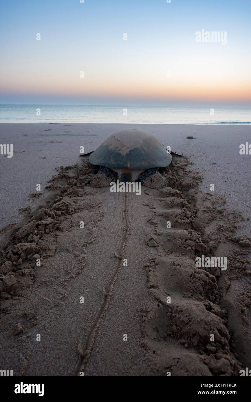 Sea turtle tired after nesting during the night & trying to get back to ...