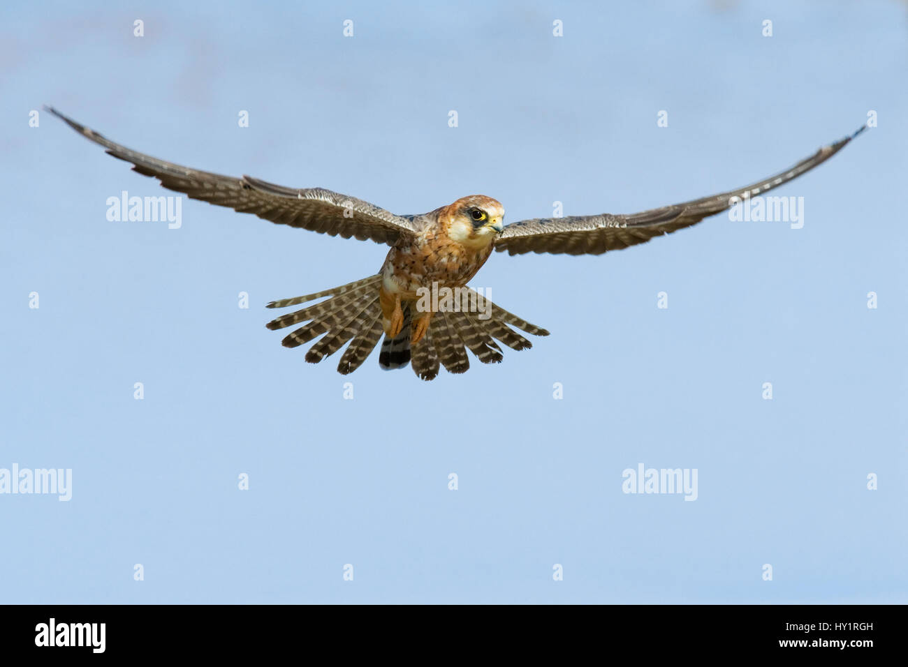 Female Red footed falcon (western) (Falco vespertinus) hovering in ...