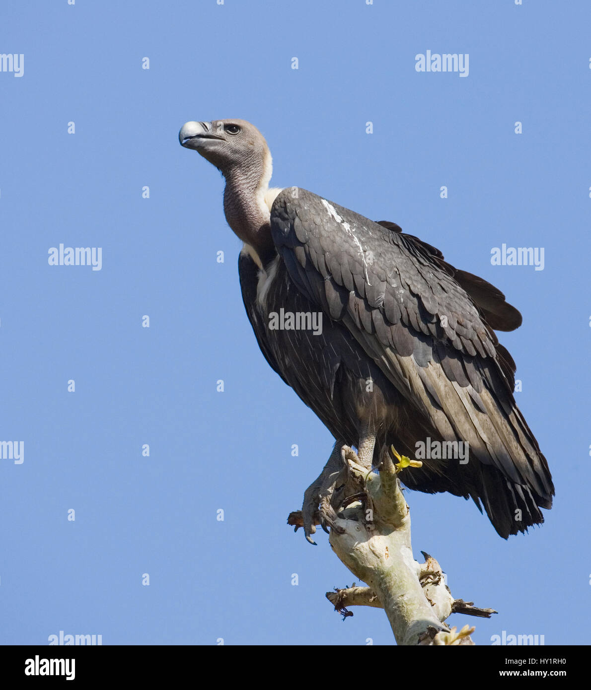 Indian vulture hi-res stock photography and images - Alamy
