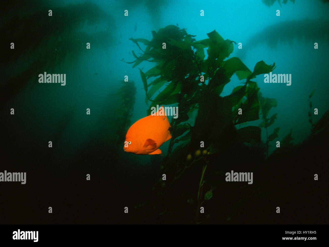 Garibaldi fish (Hypsypops rubicundus) in kelp forest, California, USA ...