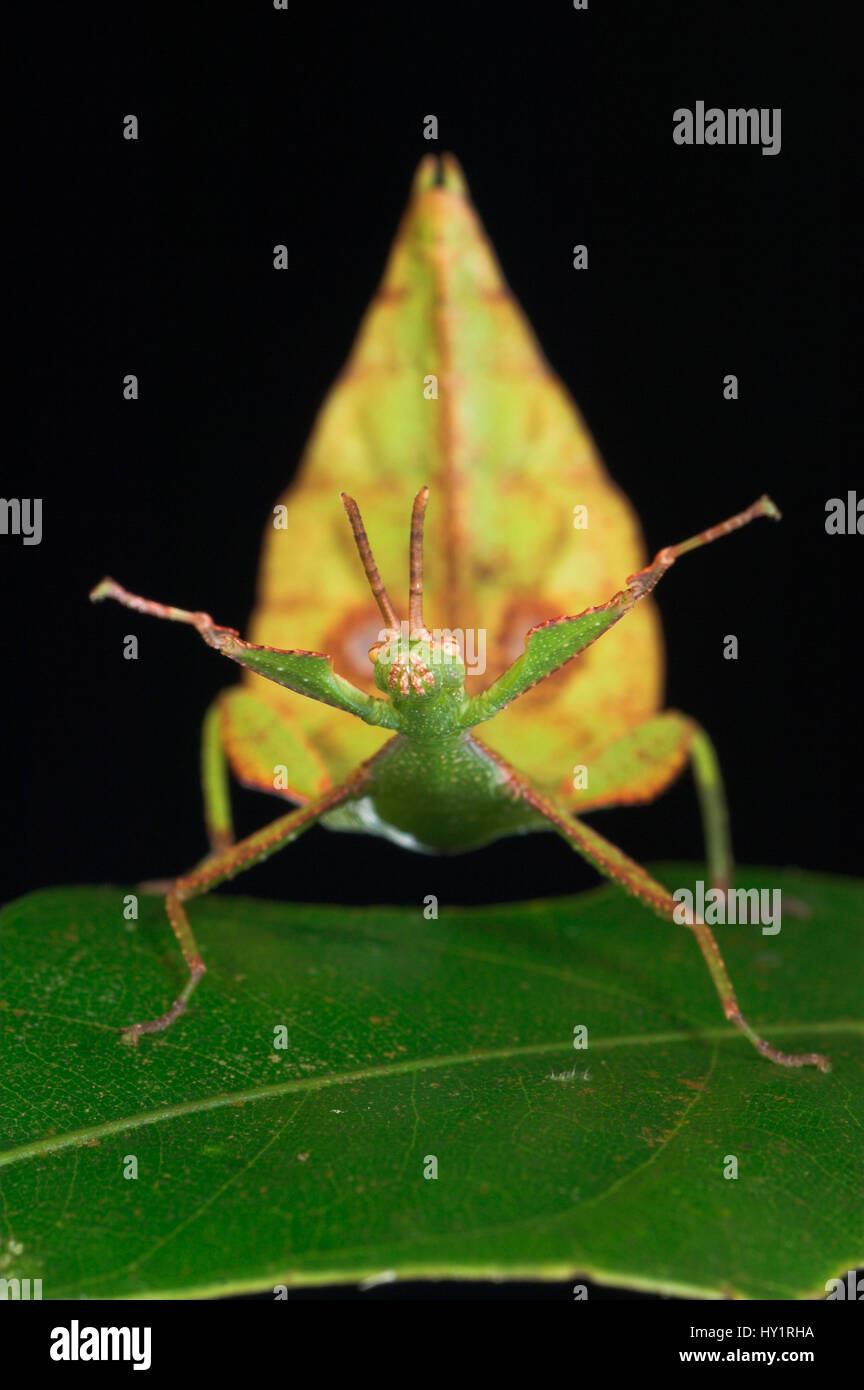 Phylliidae hi-res stock photography and images - Alamy