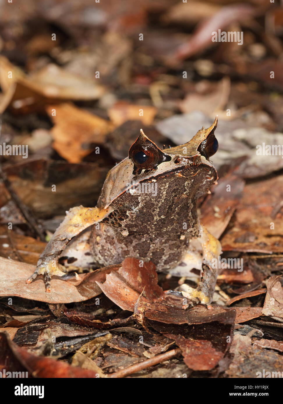 Borneo rainforest frog hi-res stock photography and images - Alamy